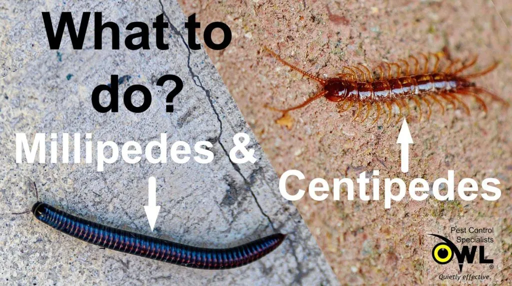 “What Are Millipedes and How to Get Rid of Them” - Story News