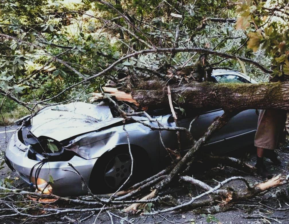 An enormous tree limb smashes a well-known comic, resulting in his ...