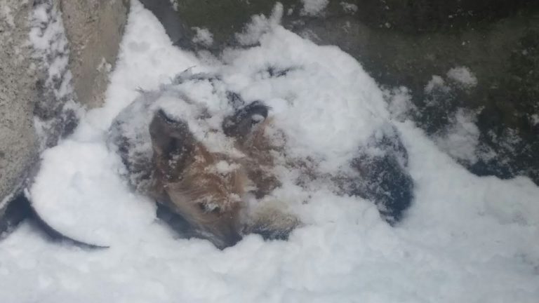 11 degrees, she laid frozen in the snow for 3 days, she completely lost ...